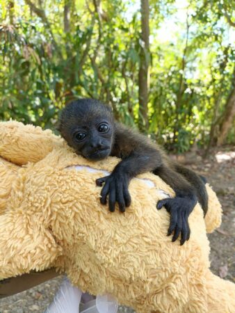 Wildsun Rescue | Nature in Costa Rica